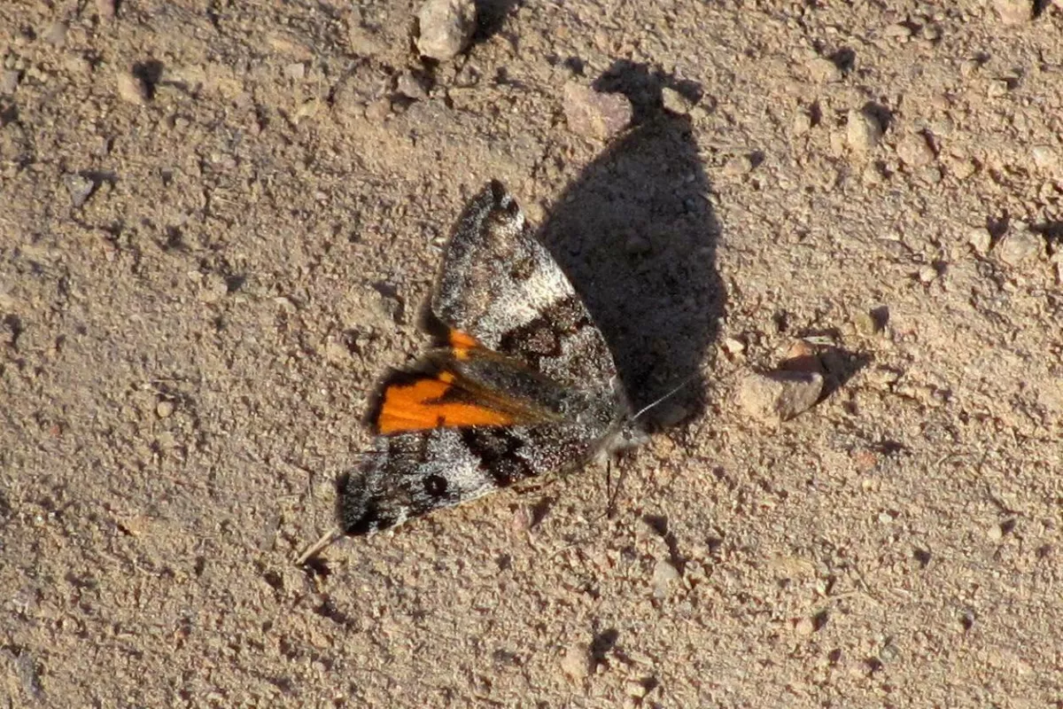 Una rara falena a volo diurno | Mario Raviglione